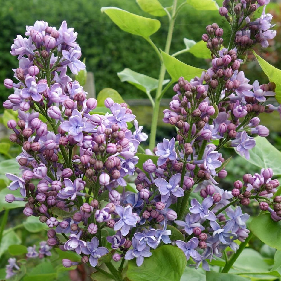 Lilac Trees & Bushes | Syringa For Sale | Ornamental Trees