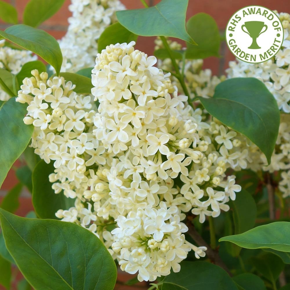 Syringa vulgaris Primrose | Buy Yellow Lilac Trees & Bushes ...