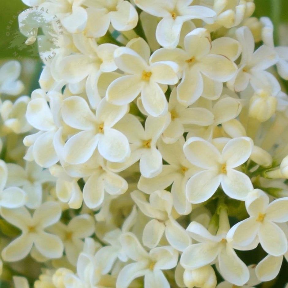 Syringa vulgaris Madame Lemoine | White Lilac Trees | Ornamental Trees