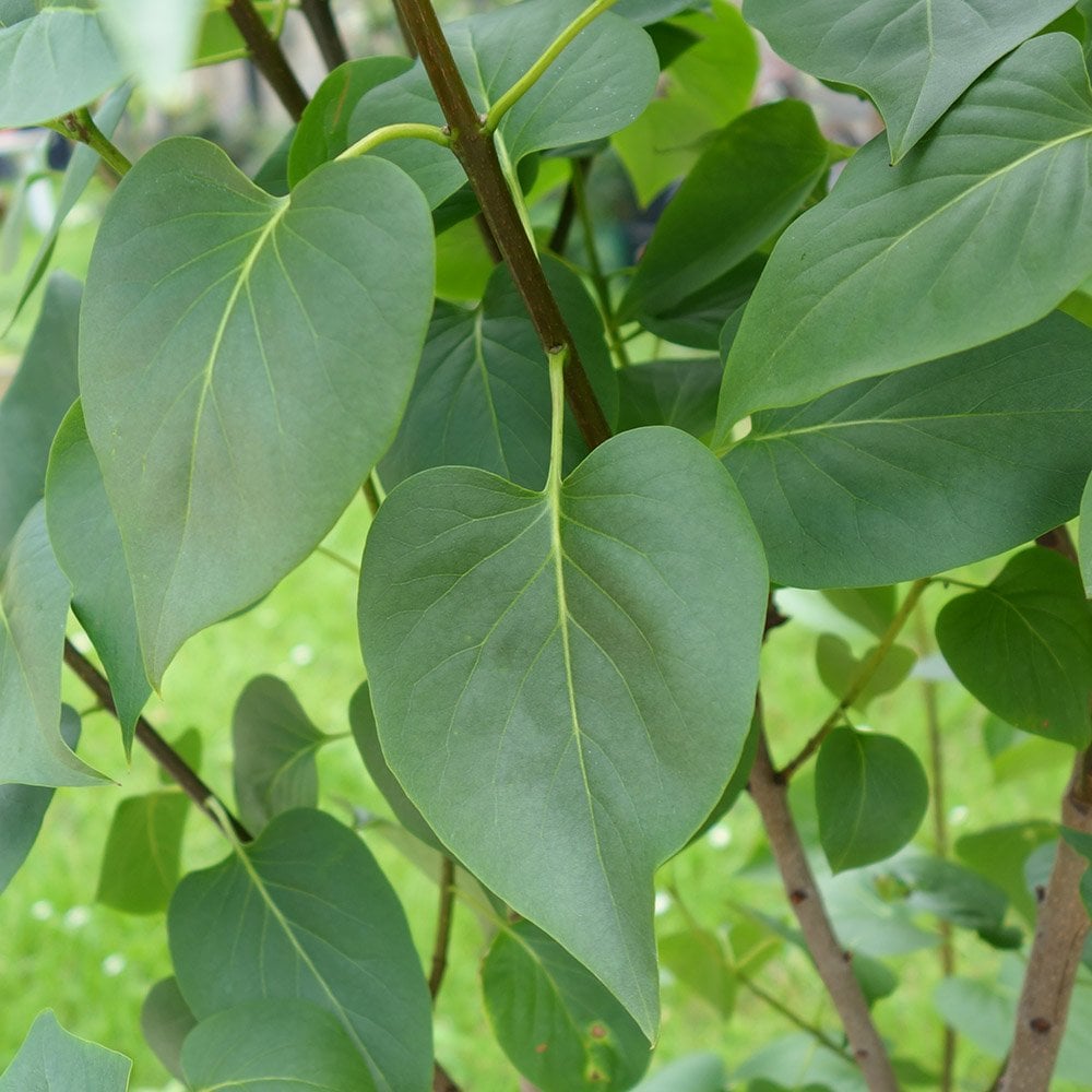 Syringa vulgaris Sensation | Purple Lilac Bushes | Ornamental Trees