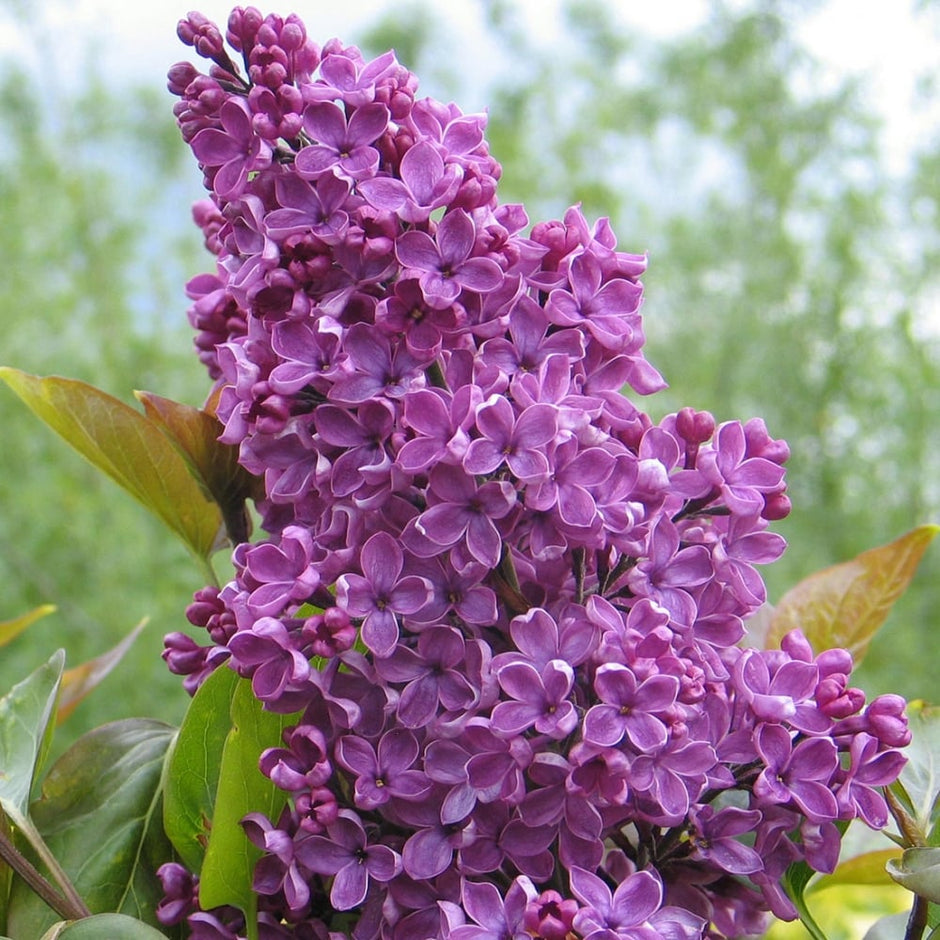 Lilac Trees & Bushes | Syringa For Sale | Ornamental Trees
