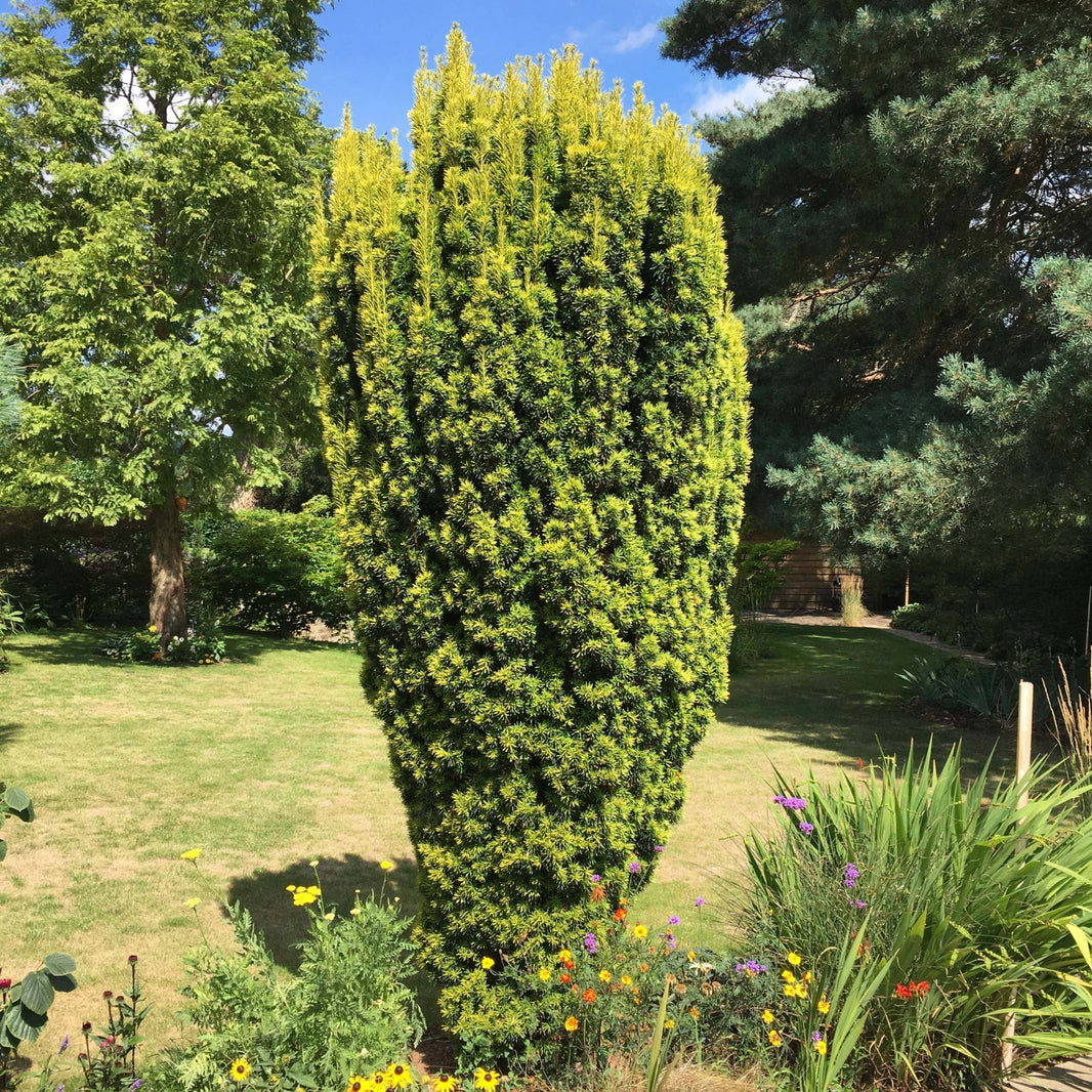Taxus baccata Fastigiata | Upright Irish Yew Trees | Ornamental Trees
