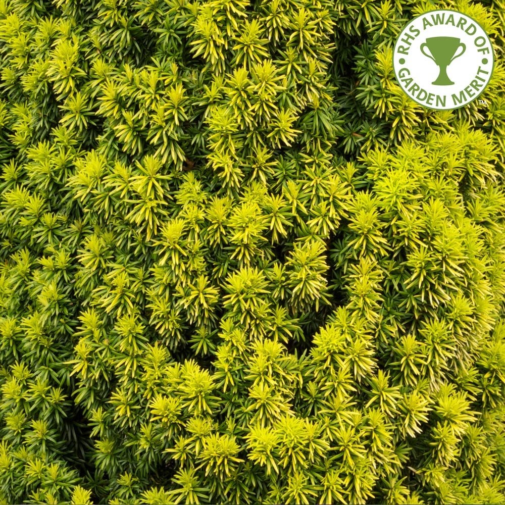 Taxus baccata Standishii Tree | Standish Dwarf Yew Tree – Ornamental Trees