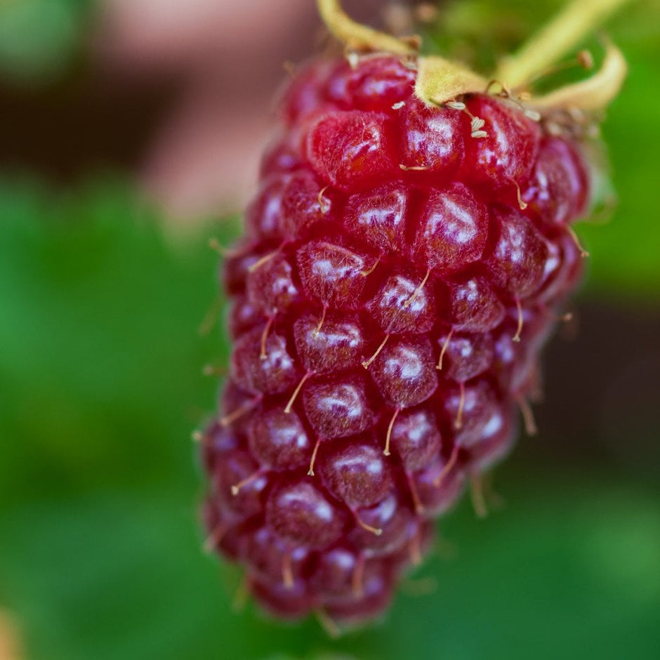 Rosette Apple Tree | Buy Pink Fleshed Apple Trees | Ornamental Trees