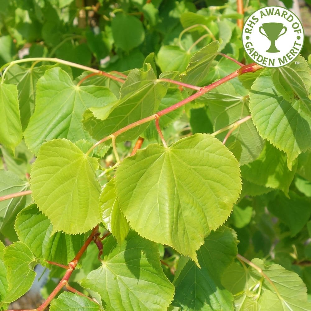 Tilia cordata Winter Orange | Orange Stem Lime Tree | Ornamental Trees