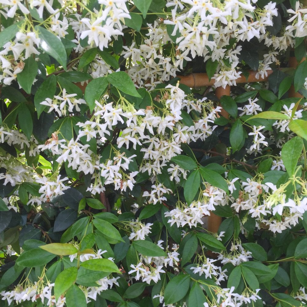 Star Jasmine | Evergreen Climbing Jasmine Plants – Ornamental Trees
