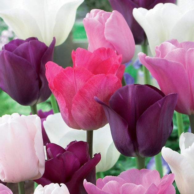 Tulip Midnight Moments Bulb Mix | Flowering Bulbs – Ornamental Trees