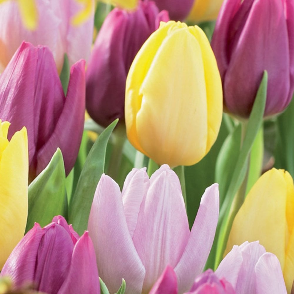 Tulip Tutti Frutti Bulb Mix | Flowering Bulbs – Ornamental Trees