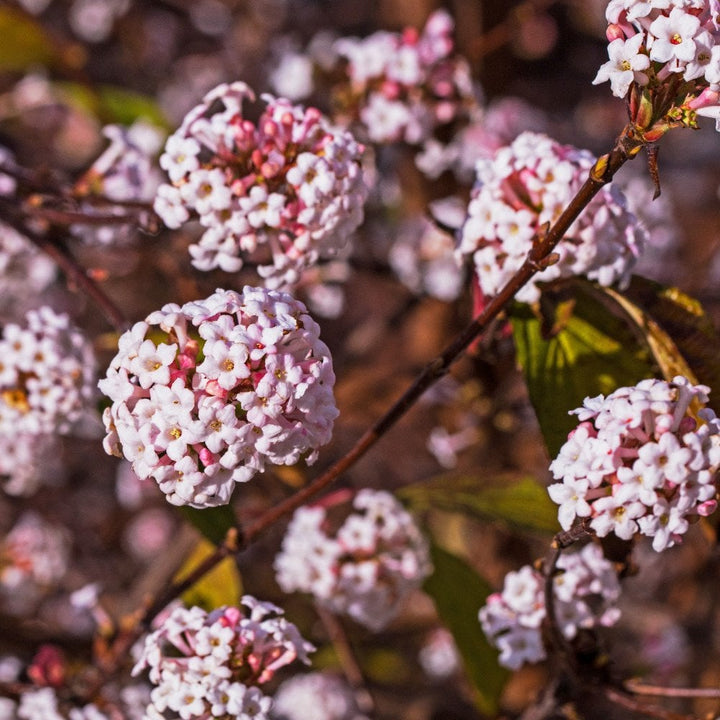 Viburnum Shrubs & Plants For Sale | Ornamental Trees