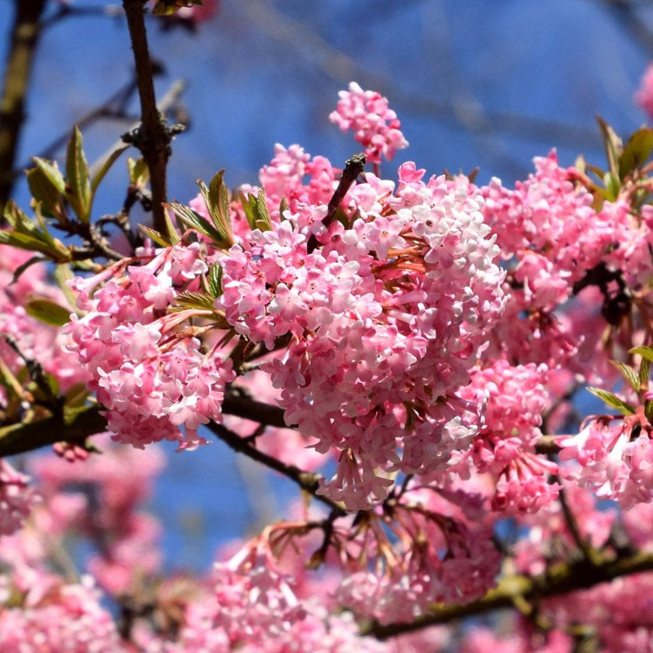 Shrubs & Bushes For Clay Soil | Ornamental Trees