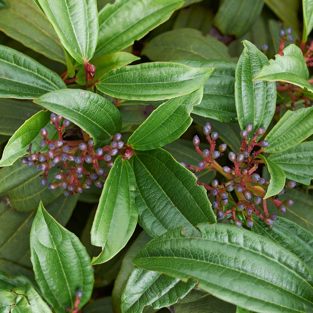 Viburnum davidii Shrub | Buy Evergreen Viburnum | Ornamental Trees