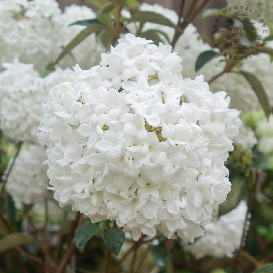 Viburnum Shrubs & Plants For Sale | Ornamental Trees