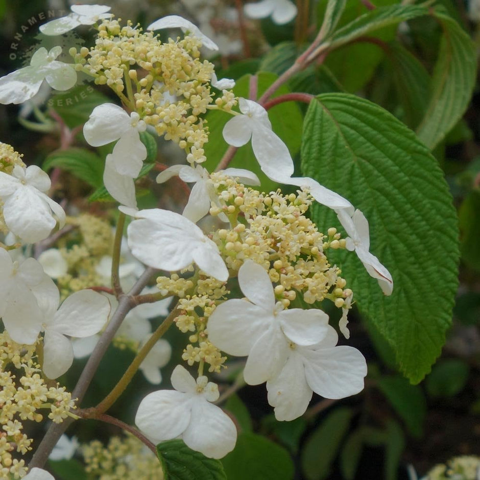 Viburnum Shrubs & Plants For Sale | Ornamental Trees
