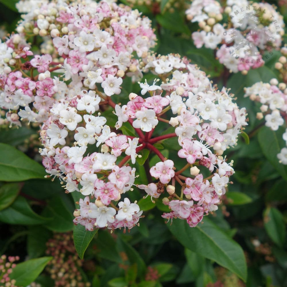 Viburnum tinus | Evergreen Common Laurustinus Bush – Ornamental Trees