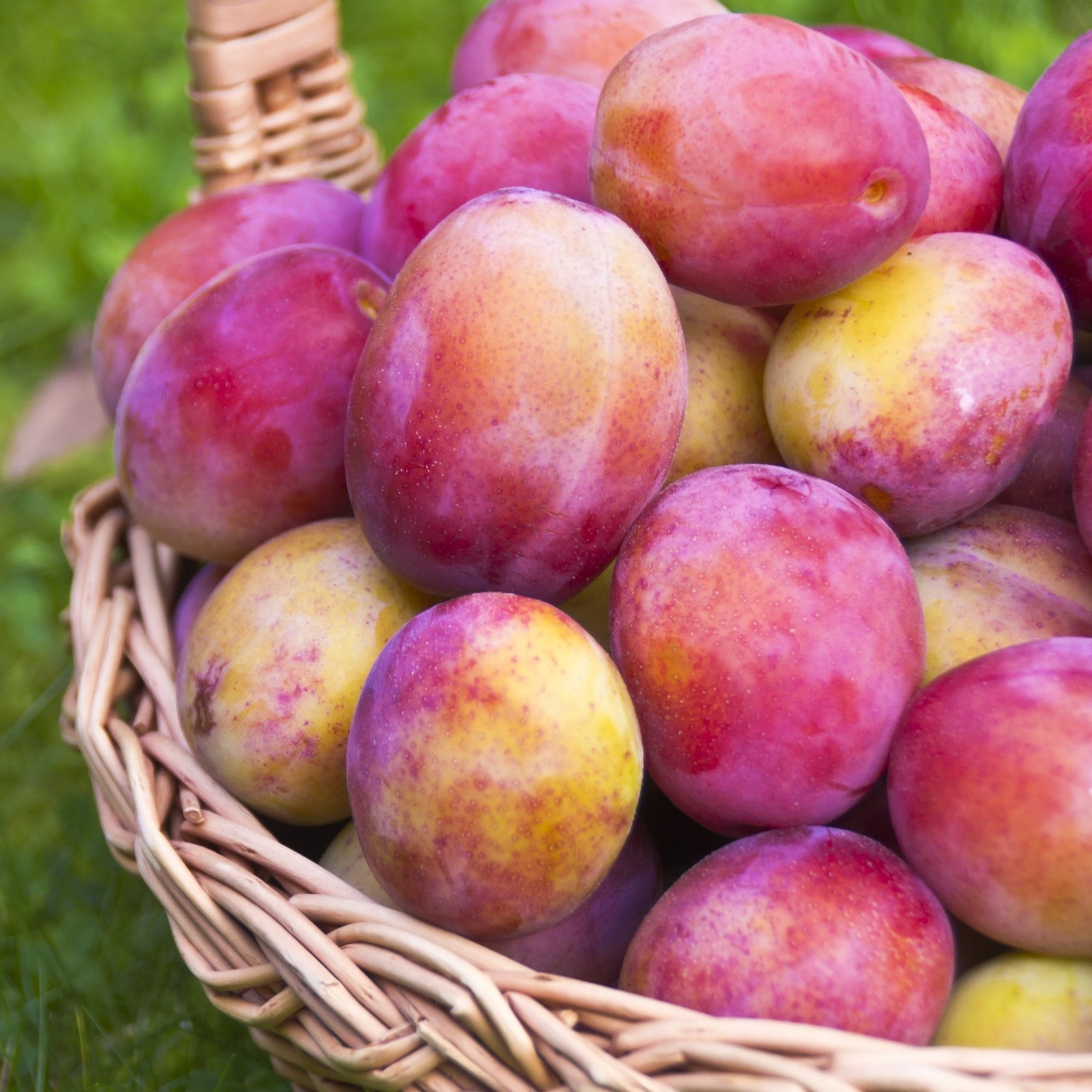 Victoria Plum Tree | Prunus domestica Victoria For Sale | Ornamental Trees