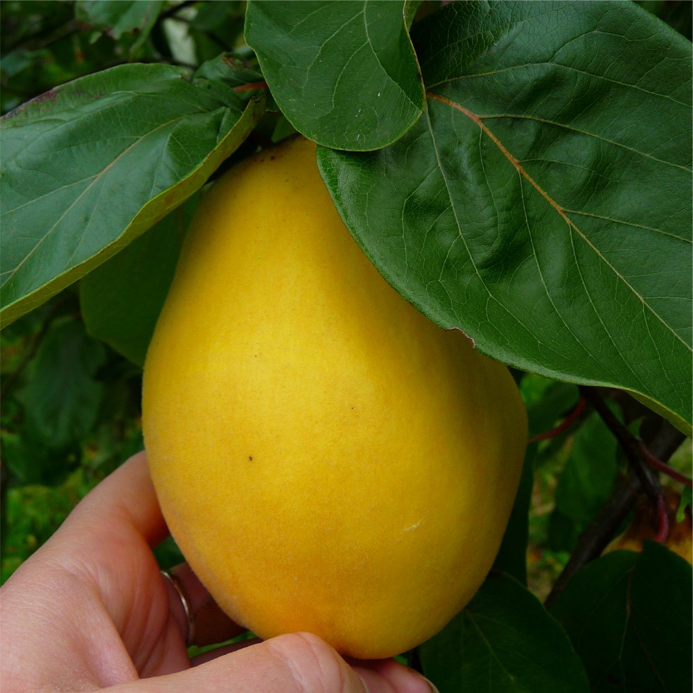 Quince Vranja Tree | Buy Cydonia oblonga Vranja | Ornamental Trees