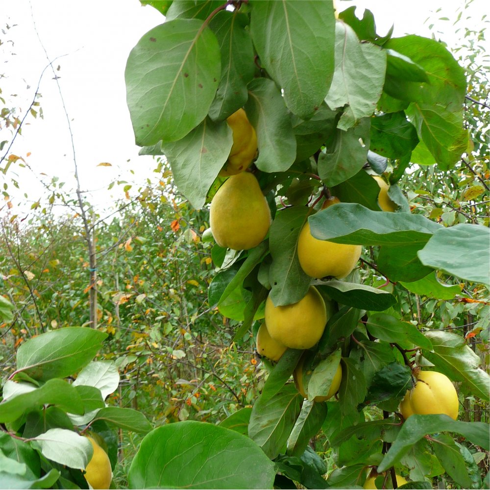 Quince Vranja Tree | Buy Cydonia oblonga Vranja | Ornamental Trees