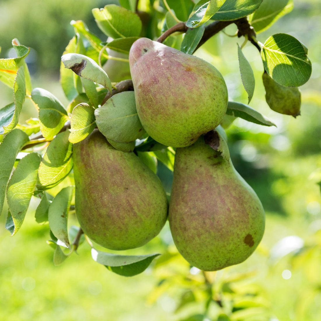 Williams Bon Chretien Pear Tree | Dessert Pears | Ornamental Trees