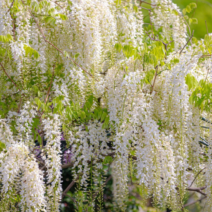 Wisteria Trees & Climbing Plants | Ornamental Trees