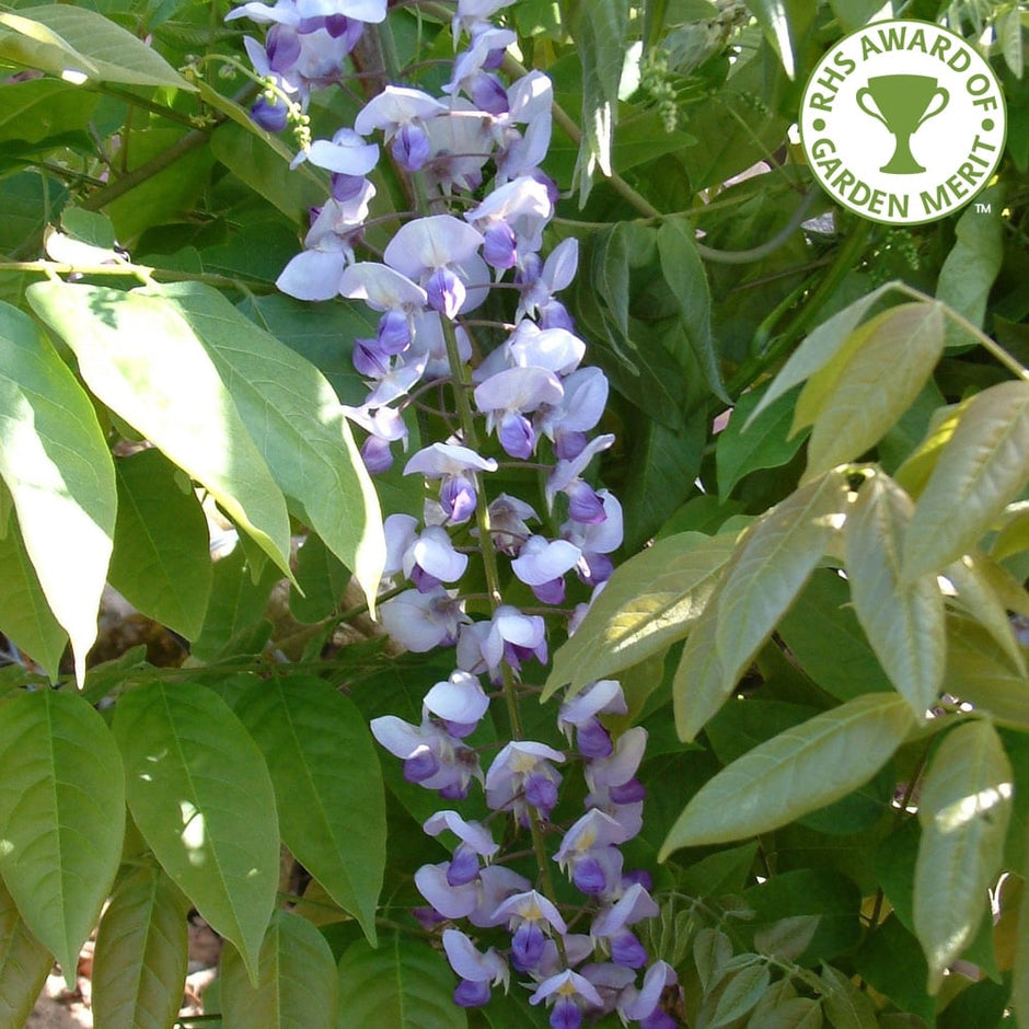 Wisteria Trees & Climbing Plants | Ornamental Trees