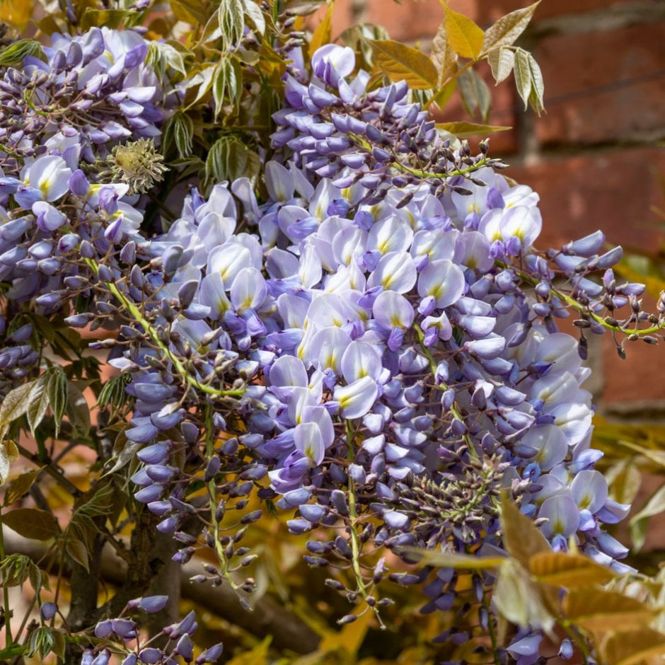 Wisteria Trees & Climbing Plants | Ornamental Trees