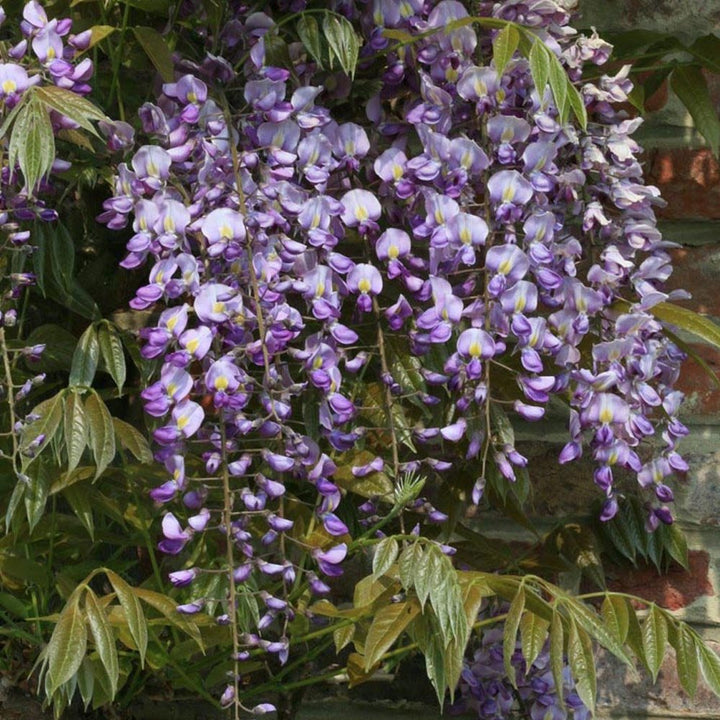 Wisteria Trees & Climbing Plants | Ornamental Trees