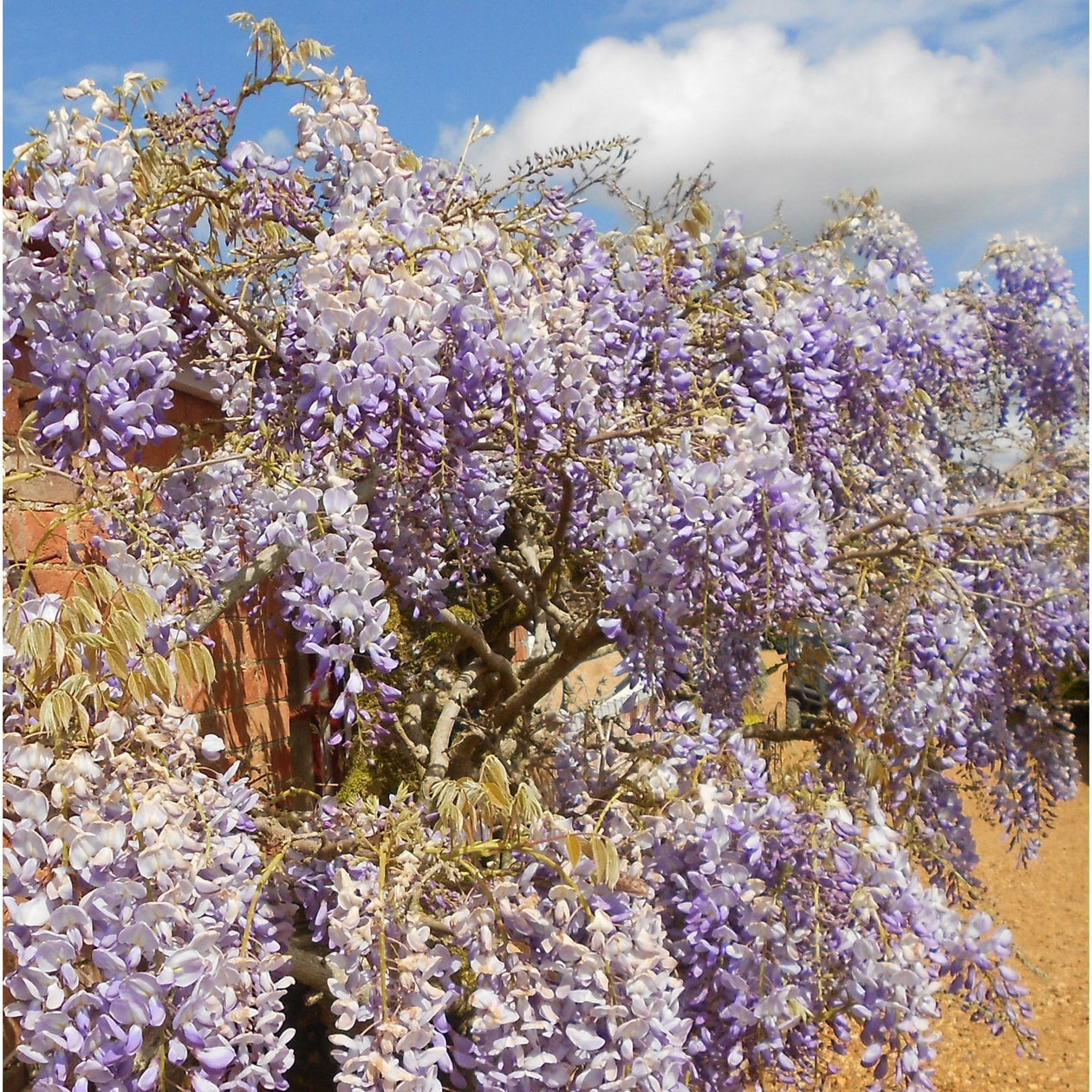 Wisteria sinensis Prolific | Chinese Blue Wisteria | Ornamental Trees